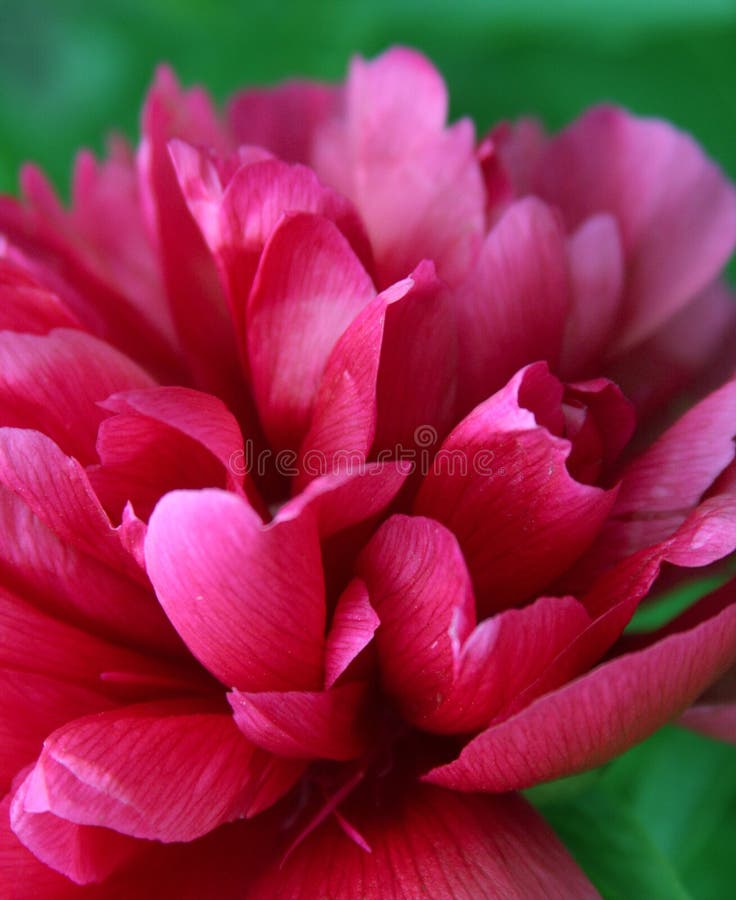Pink peony stock image. Image of green, color, nature - 38217047