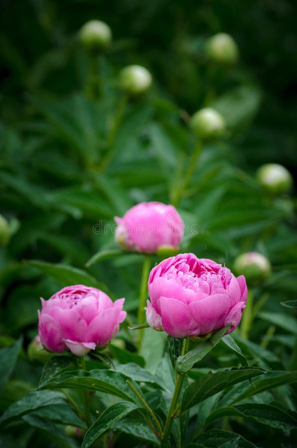Pink peony stock photo. Image of nature, garden, beautiful - 38283016