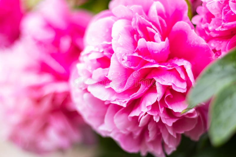 Pink Peony Bloom after Rain, Spring Flowers in Garden Stock Photo ...