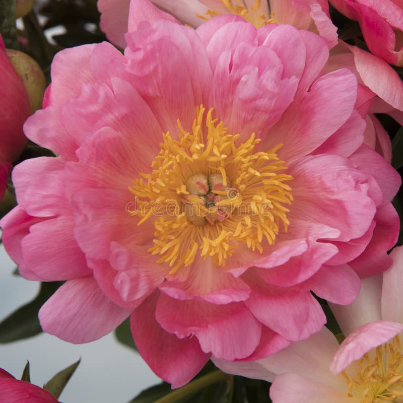 Pink Peony, Soft Colors, Opened Tree Peony. Part of Soft Colored Peony ...