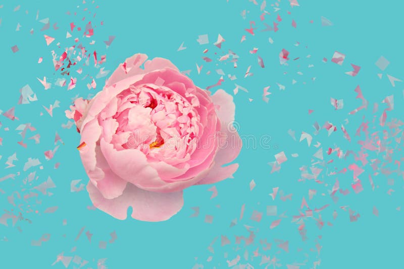 Flower Exploding into Particles Stock Image - Image of powder ...