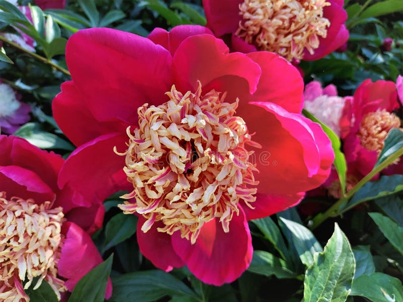 Pink Peony Flower. Pink Peony Blooms in Summer in the Garden Stock ...