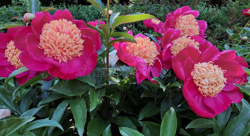 Pink Peony Flower. Pink Peony Blooms in Summer in the Garden Stock ...