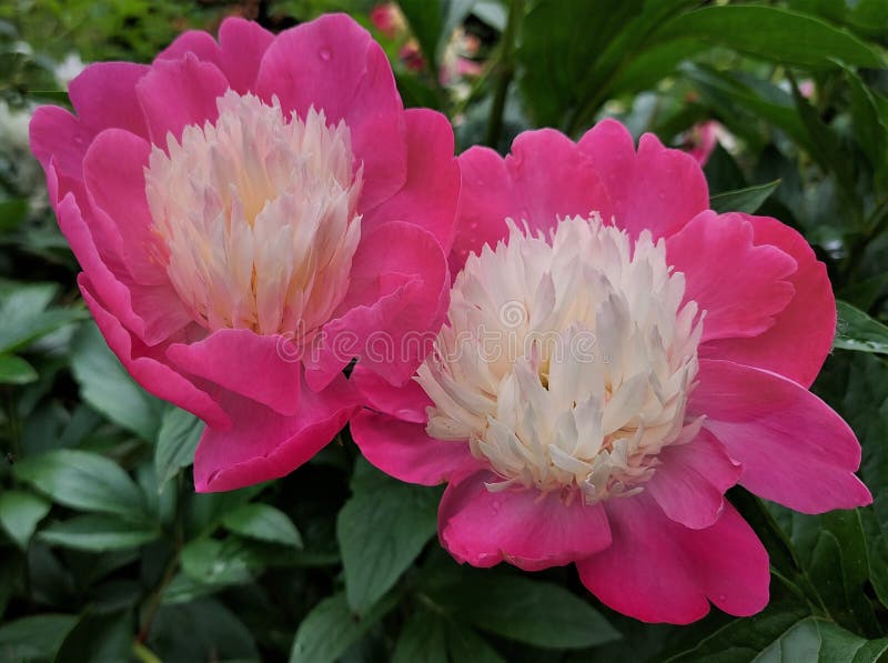 Pink Peony Flower. Pink Peony Blooms in Summer in the Garden Stock ...