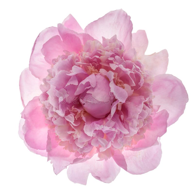 Pink peony flower stock photo. Image of head, detail - 95082128