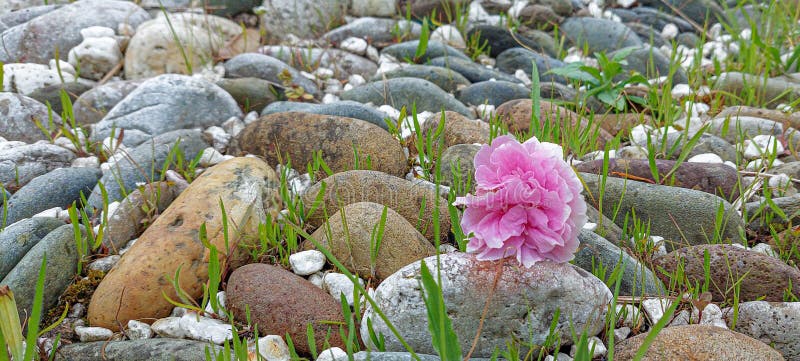 Pink Peony Flower on Pebble Path, Horizontal Background Picture Stock ...