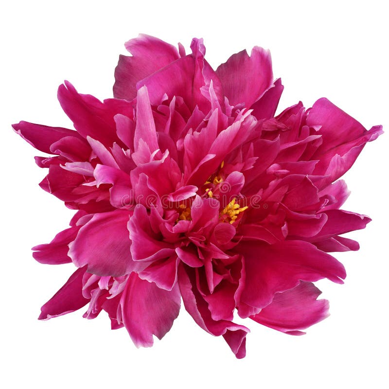Pink Peony Flower On White Isolated Background With Clipping Path