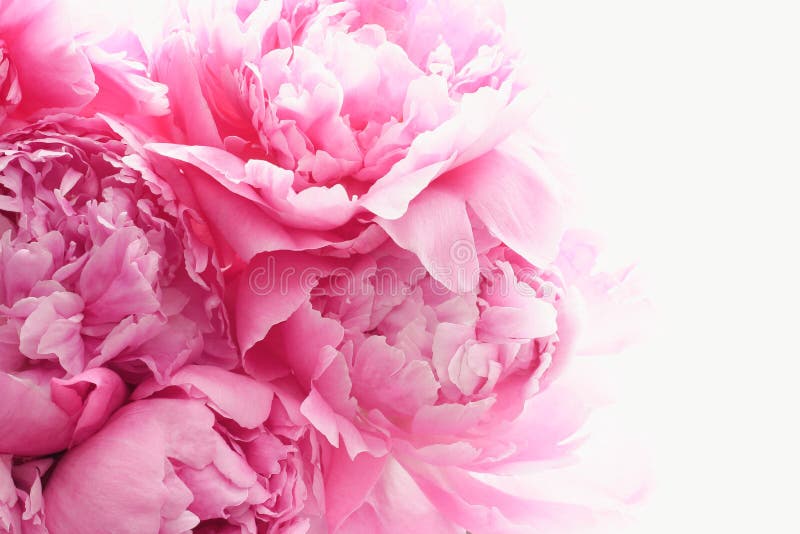 Pink Peony Flowers Background Stock Image - Image of color, space: 87695737