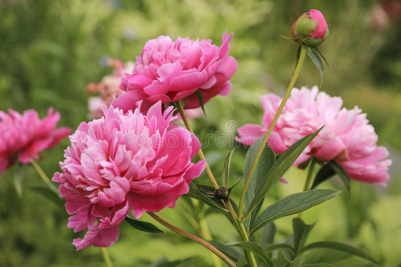 Pink peony flowers stock photo. Image of floral, blossom - 65029896