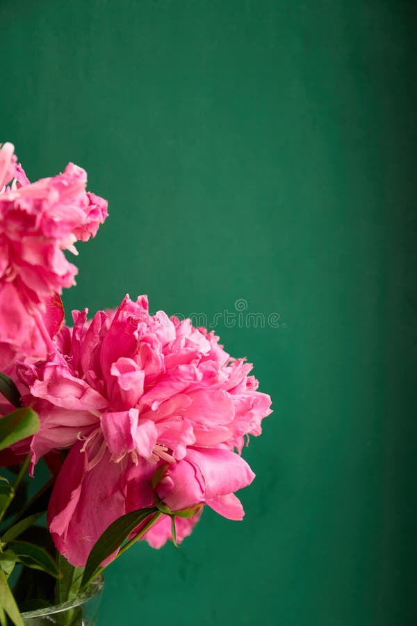 Pink Peony Flowers with Copy Space on Green Background Stock Photo ...
