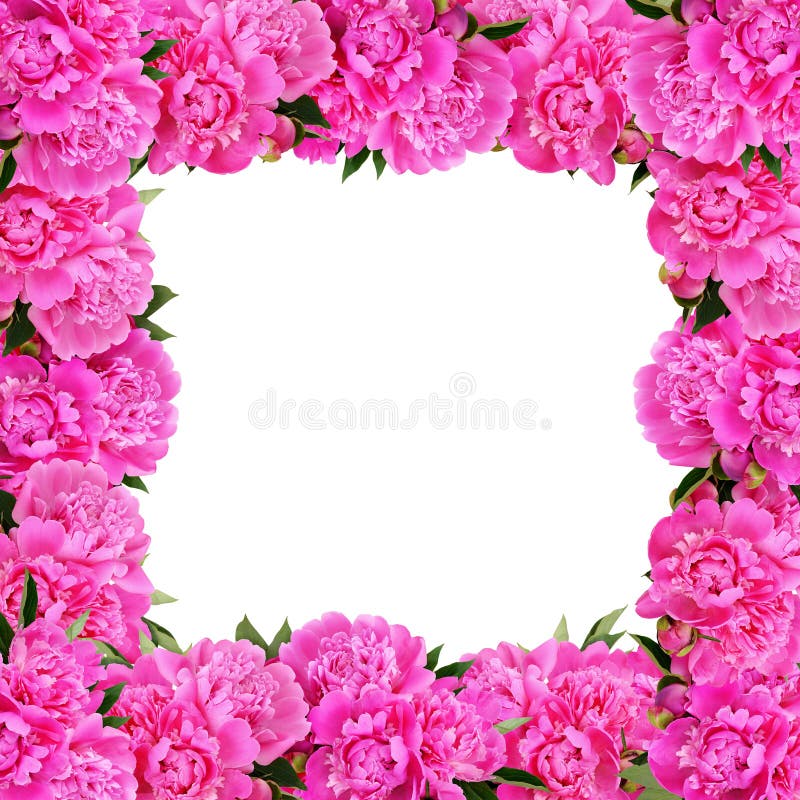 Pink peony flowers frame stock photo. Image of background - 90607744