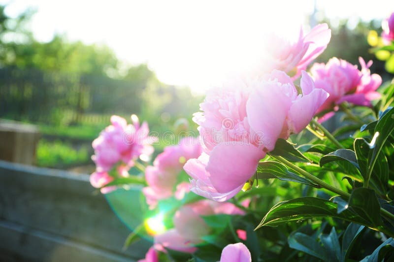Pink Peony Flowers Sundown Stock Photos - Free & Royalty-Free Stock ...