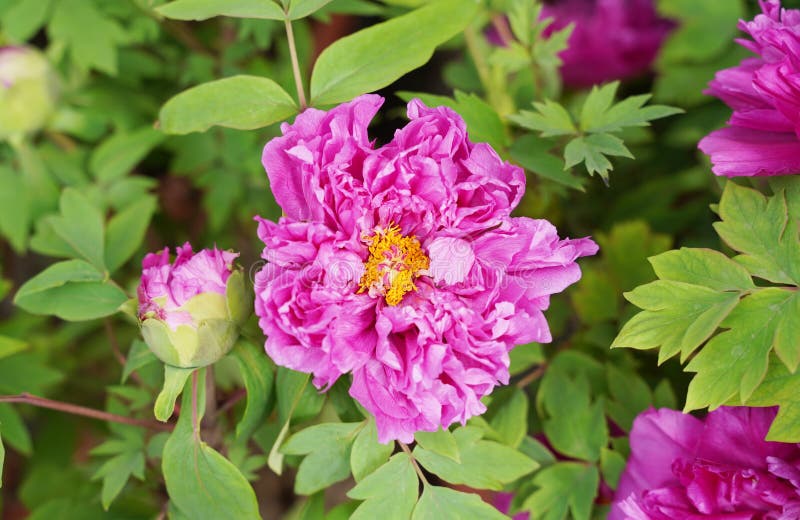 Pink peony in garden stock image. Image of beauty, flora - 185591809