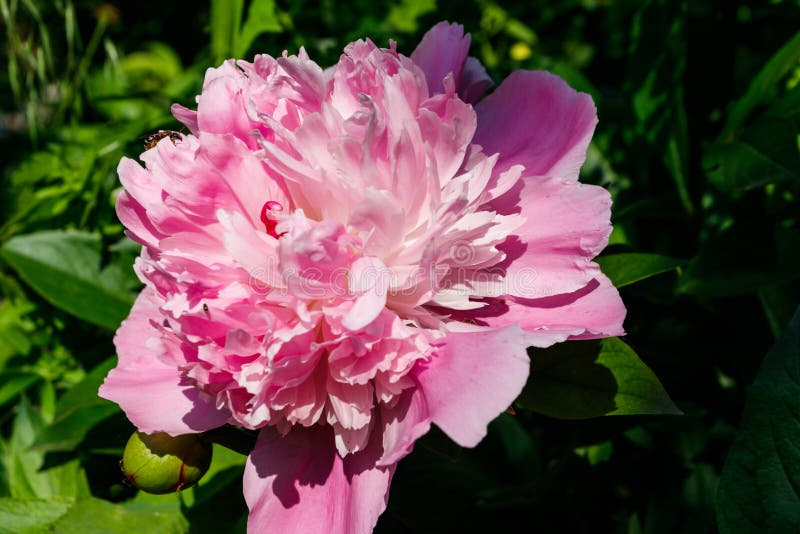 Pink peony in garden stock photo. Image of floral, botanical - 210659750