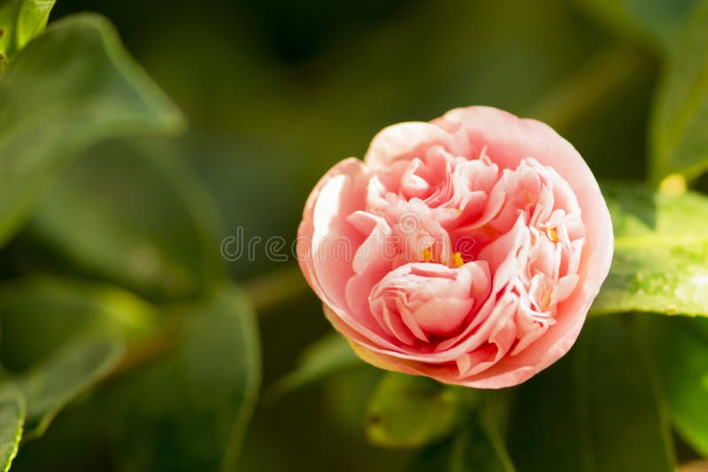 Pink peony in a garden stock photo. Image of flora, peony - 260754926