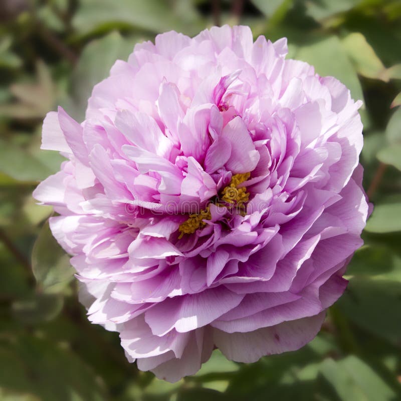 Pink peony stock image. Image of gardening, flower, paeonia - 79128677