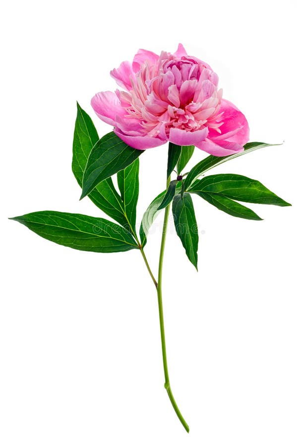 Peony bouquet isolated stock photo. Image of natural - 55130272