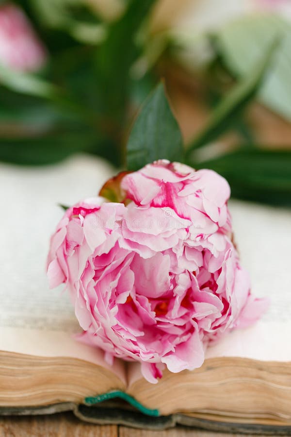 Pink peony and open book stock photo. Image of lush, object - 66357926