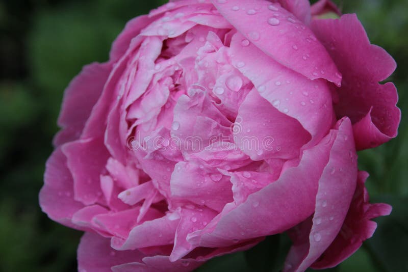 Pink peony after the rain stock image. Image of plant - 266146181