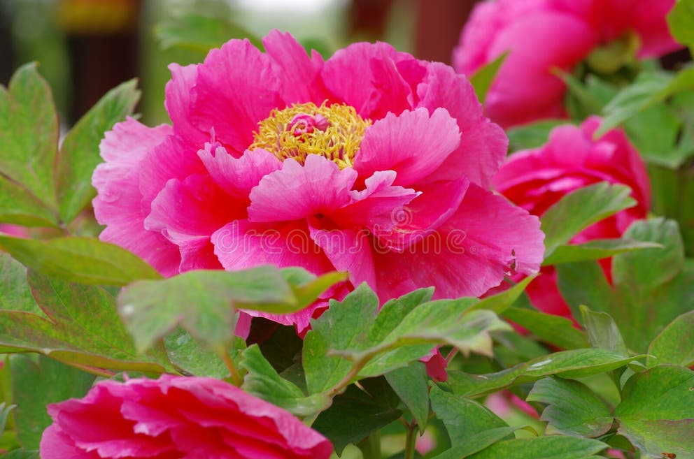 Peony stock photo. Image of growth, level, fragrant - 114276882