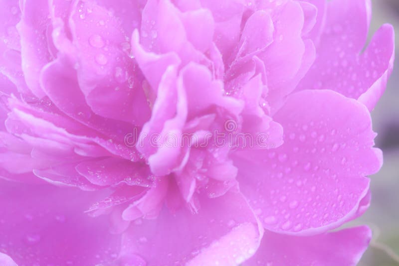 Ckose Up or a Pink Peony with Soft Rain Drops. Stock Image - Image of ...