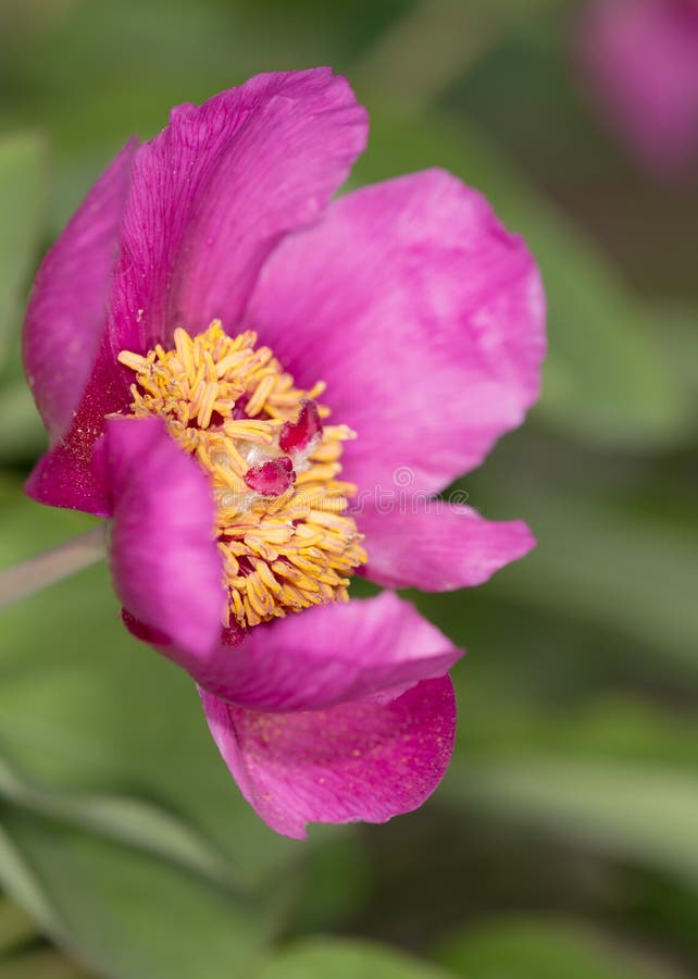 Pink Peony in Spring Garden Stock Photo - Image of flowers, blossom ...