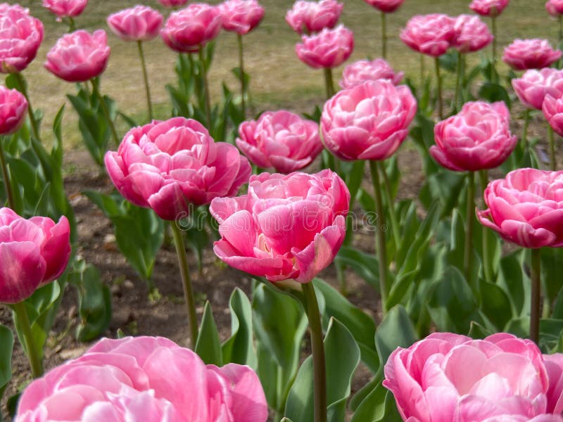Pink Peony Tulip in the Garden. Parco Sigurtà, Valeggio Sul Mincio ...