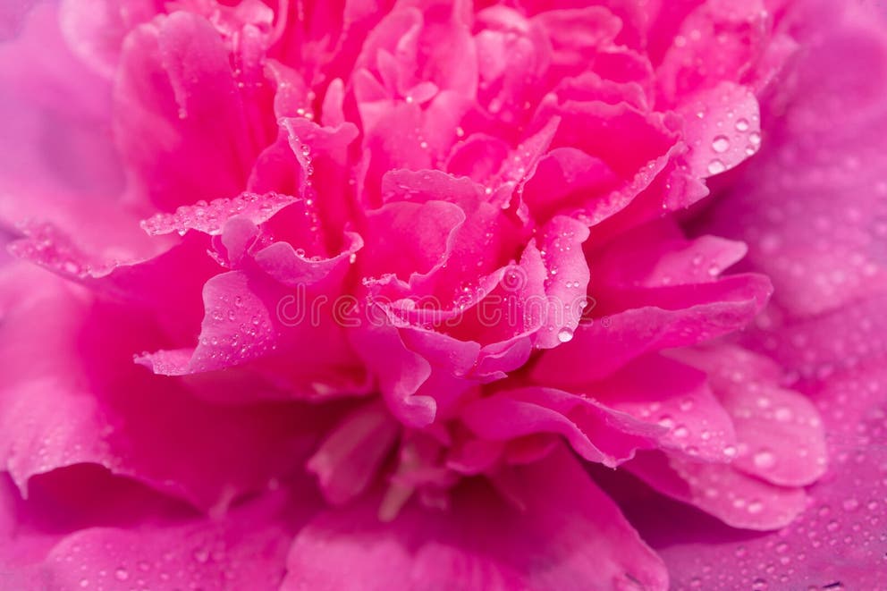 Pink Peony with Water Drops Close-up Stock Photo - Image of garden ...