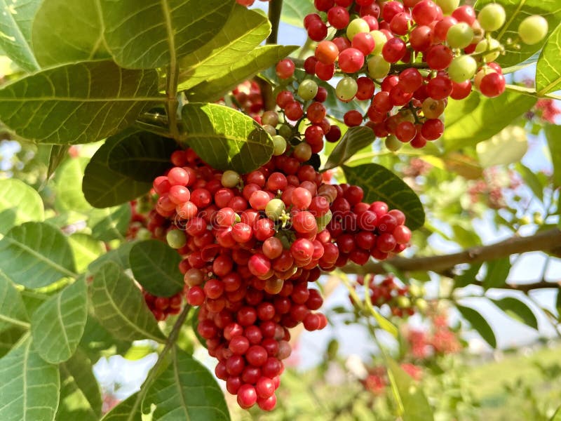 Pink pepper stock photo. Image of nature, pink, color - 273733056