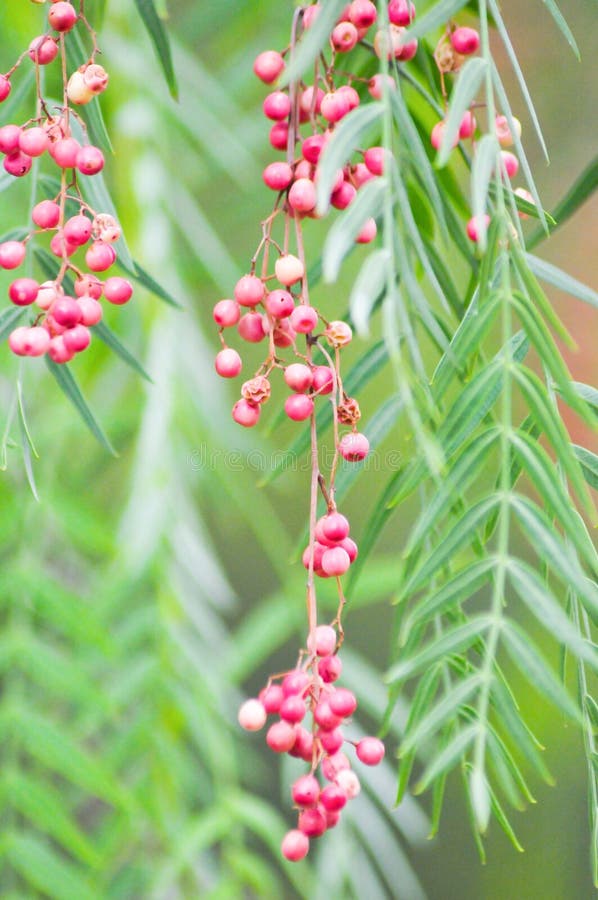 Pink pepper stock photo. Image of peper, trade, restaurant - 200918610