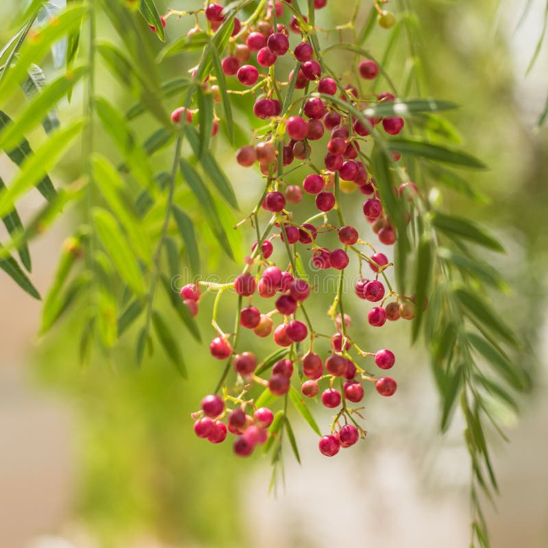 A Pink Pepper Tree with Peppercorns Called Schinus Molle, Also Known As ...