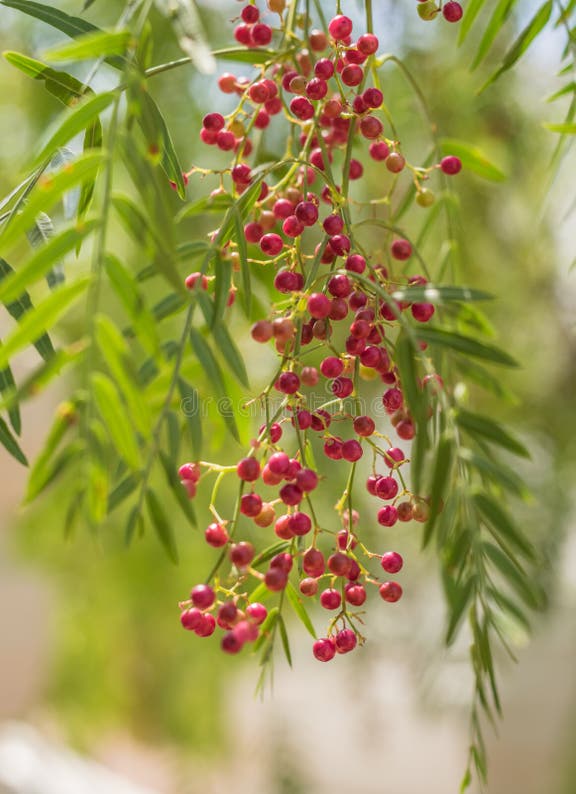 A Pink Pepper Tree with Peppercorns Called Schinus Molle, Also Known As ...