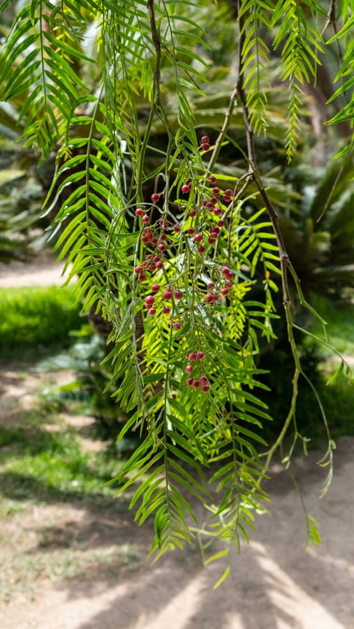 A Pink Pepper Tree with Peppercorns Schinus Molle. Peruvian Pepper Tree ...