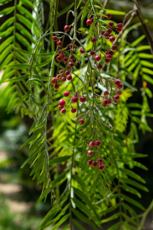 A Pink Pepper Tree with Peppercorns Schinus Molle. Peruvian Pepper Tree ...