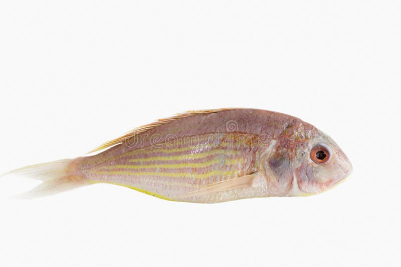 699 Pink Perch Fish Stock Photos - Free & Royalty-Free Stock Photos ...