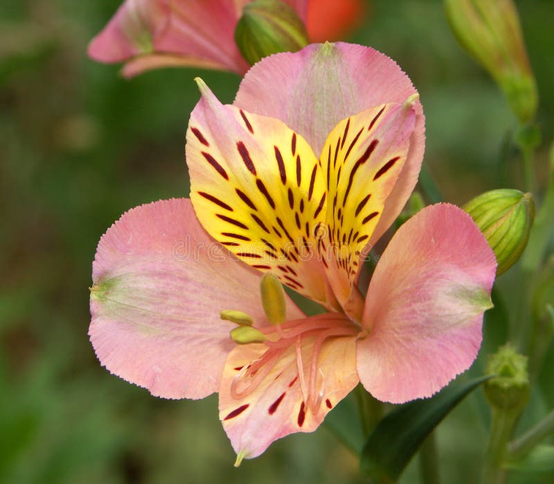 Pink perfection stock photo. Image of closeup, stripes - 363020