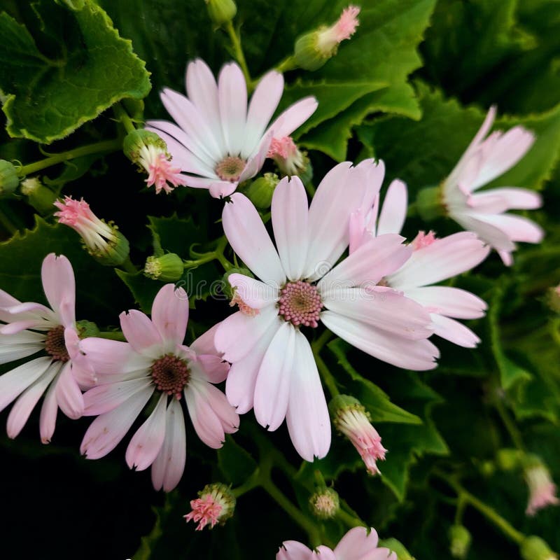 Pink Pericallis Hybrida Flowering Plant Stock Photo - Image of green ...