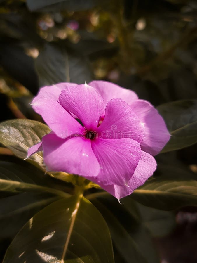Portrait of Pink Periwinkle Flower Stock Photo - Image of shrub ...