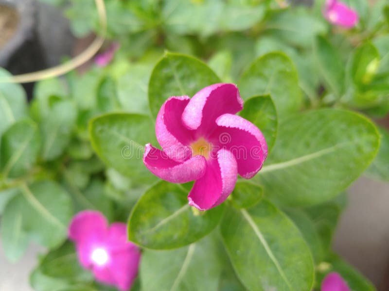 Pink Periwinkle Flower stock photo. Image of shrub, pink - 217762412
