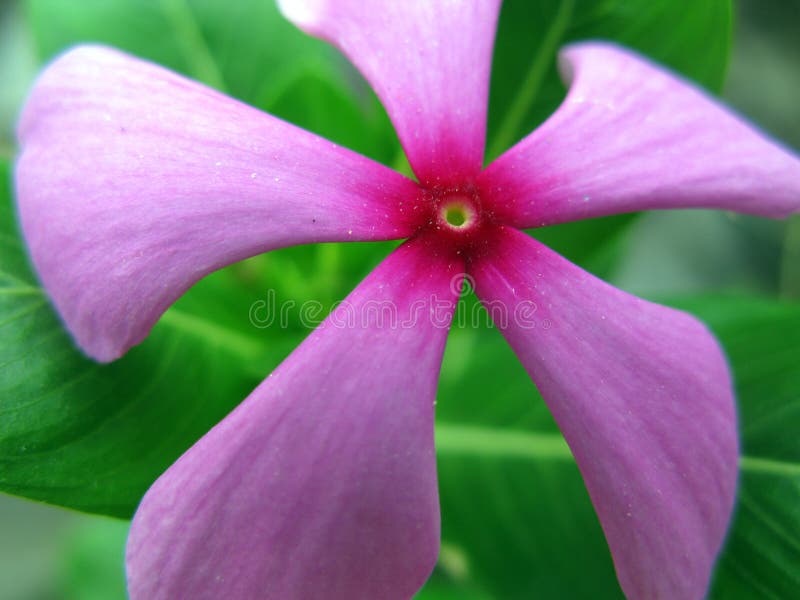 Pink Periwinkle Flower stock image. Image of flowering - 7083357