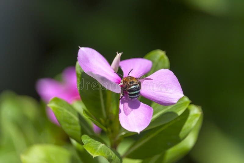 Giant Periwinkle Operculum 2 Stock Image - Image of ocean, marine: 45197923