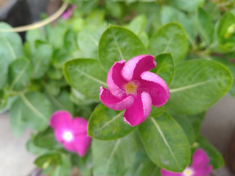 Pink Periwinkle Flower stock image. Image of food, petal - 217762425
