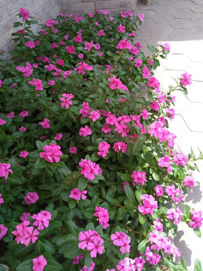 The pink periwinkle stock image. Image of pink, plant - 216082199