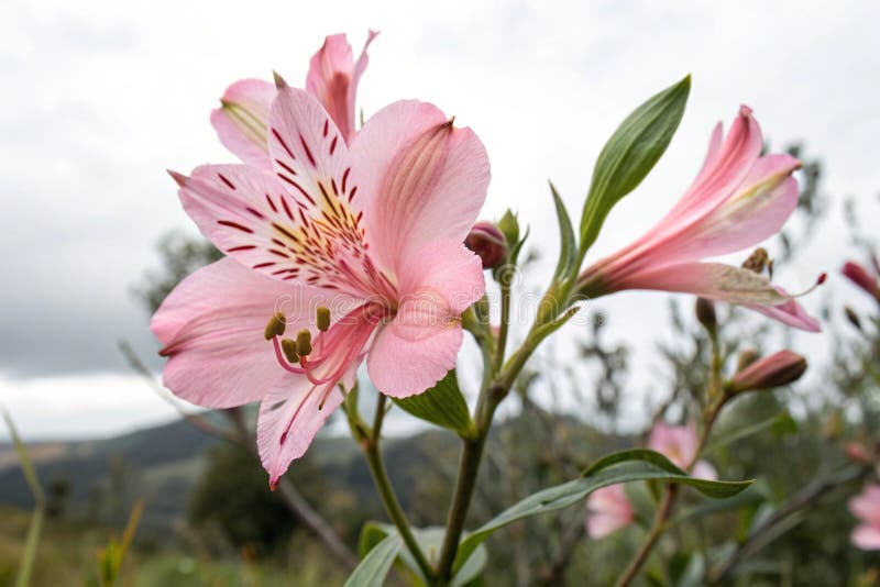 Pink Peruvian Lily in Spring Stock Illustration - Illustration of ...