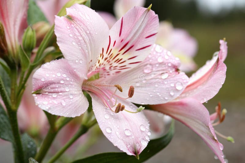 Pink Peruvian Lily in Spring Stock Illustration - Illustration of pink ...