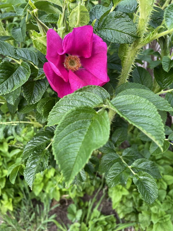 Beach Dry Rose or Rosa Rugosa, Frozen Hip Fruits Thorny Bush of Dried ...