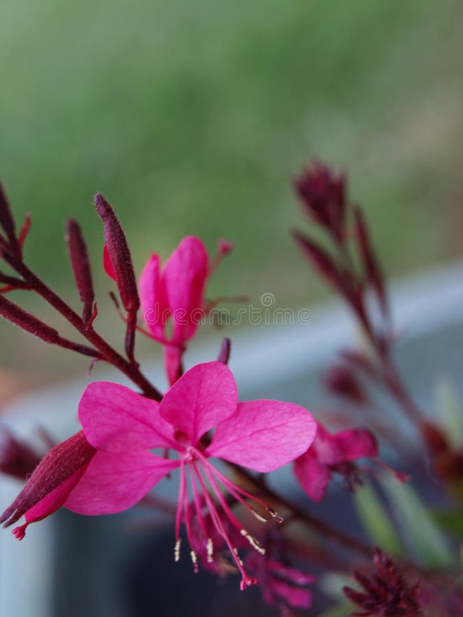 Pink Petal Flower Pink Stalk Stock Photo - Image of wildflower, blossom ...
