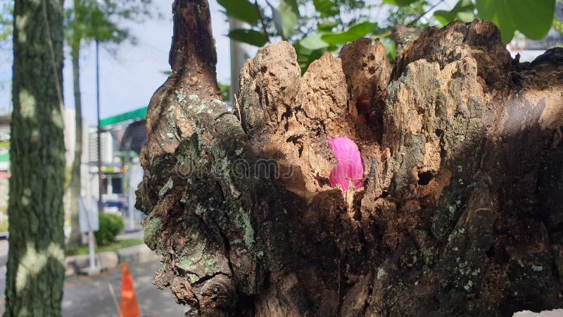 Pink Petal on tree log stock photo. Image of pink, petal - 207791510