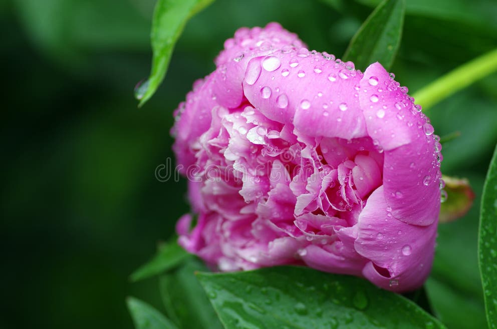 Pink petal stock image. Image of garden, orange, perennial - 31451275