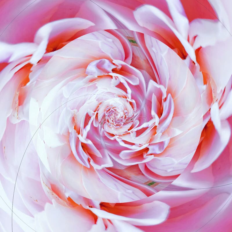 Pink Petals Abstract Background Shapes Blurred Textures Stock Photo ...